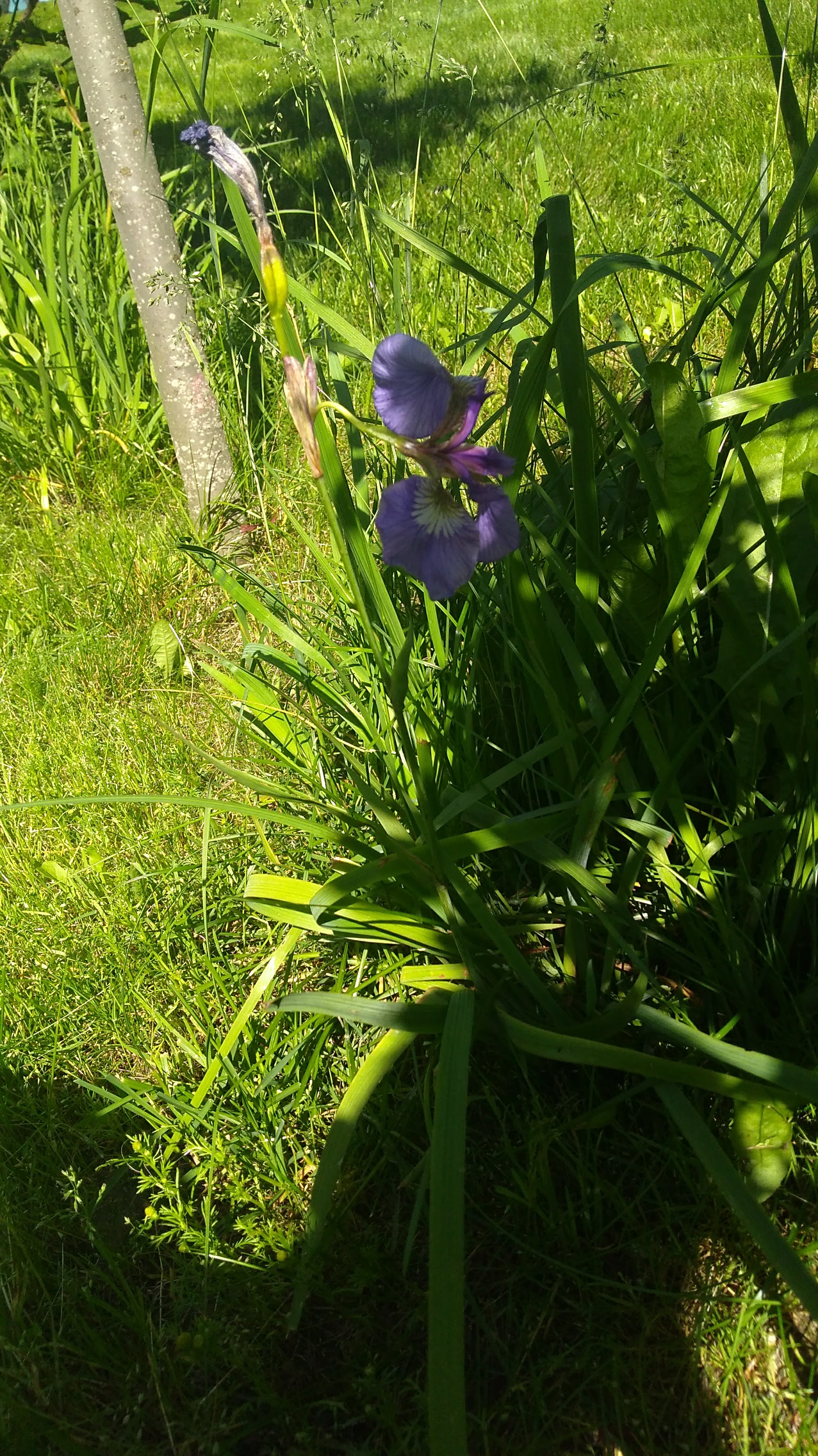 Iris – Alaska Herbal Solutions